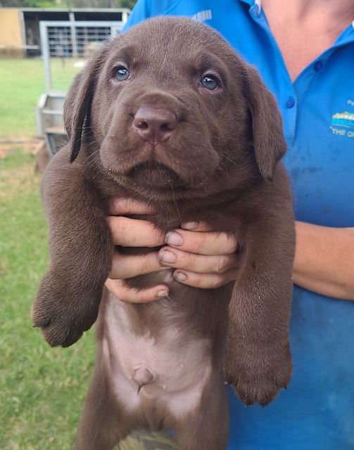 Available Now, Chocolate Labradors Puppies,Purebred | Dogs & Puppies | Gumtree Australia Gympie ...