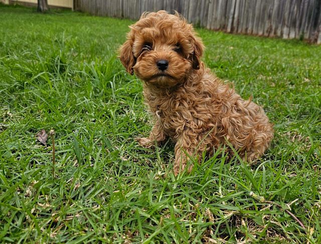 DNA CLEAR RUBY F1B CAVOODLES | Dogs & Puppies | Gumtree Australia ...