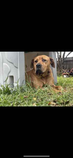 Large dog- rotti x bull Arab | Dogs & Puppies | Gumtree Australia Nowra ...