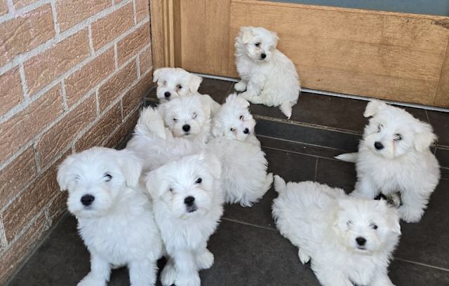 Beautiful white Maltese Puppies | Dogs & Puppies | Gumtree Australia ...