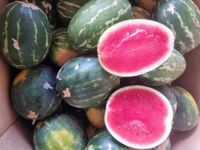 Watermelons - Other Home & Garden in McMinns Lagoon NT | Gumtree Australia