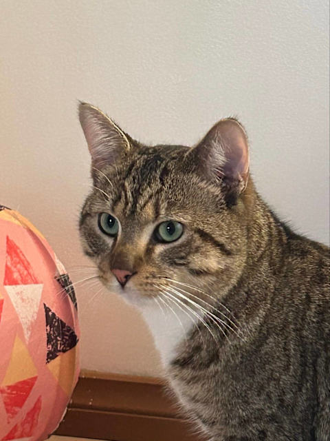 Shorthair Tabby Cat (male) | Cats & Kittens | Gumtree Australia ...