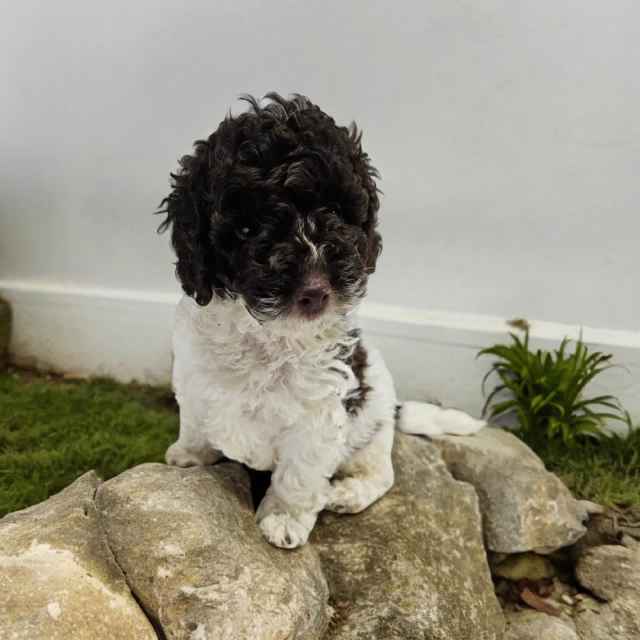 ADORABLE TOY POODLE- MALES. | Dogs & Puppies | Gumtree Australia ...
