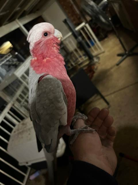 Hand tamed Male Gala taco | Birds | Gumtree Australia Blacktown Area ...