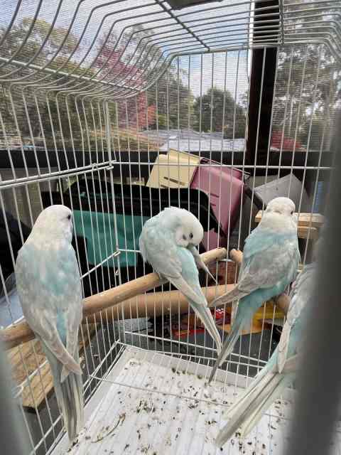 Budgies | Birds | Gumtree Australia Yarra Ranges - Seville | 1325861045