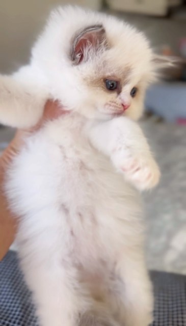 Mink and traditional ragdoll kittens | Cats & Kittens | Gumtree ...