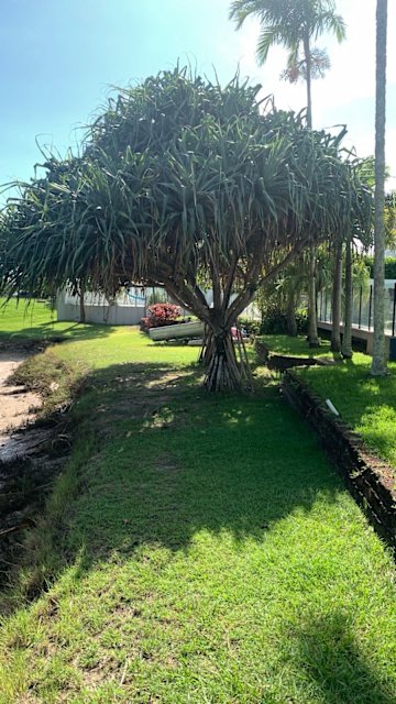 Large Pandanus Trees - Plants in Maroochydore QLD | Gumtree Australia