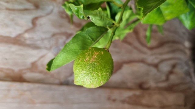 fruiting dwarf Lisbon lemon tree in 26cm pot - Plants in Noble Park VIC ...