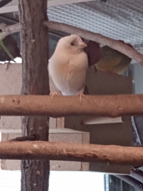 silver /white Gouldian finches | Birds | Gumtree Australia Perth Region ...