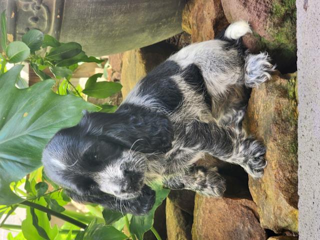 English Cocker Spaniel puppies DNA clear | Dogs & Puppies | Gumtree ...