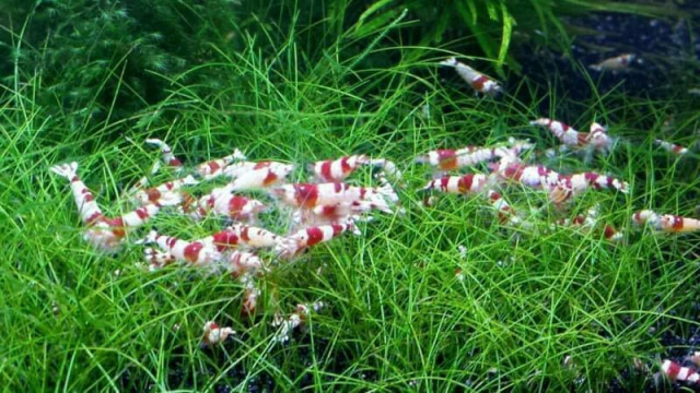 quality SS-SSS grade crystal red shrimps CRS, raised in tapwater | Fish ...