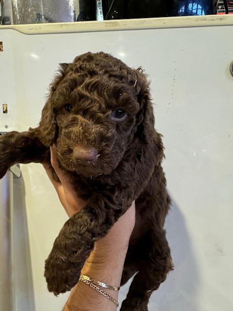 F1B Medium Labradoodle Puppies CHOC | Dogs & Puppies | Gumtree ...