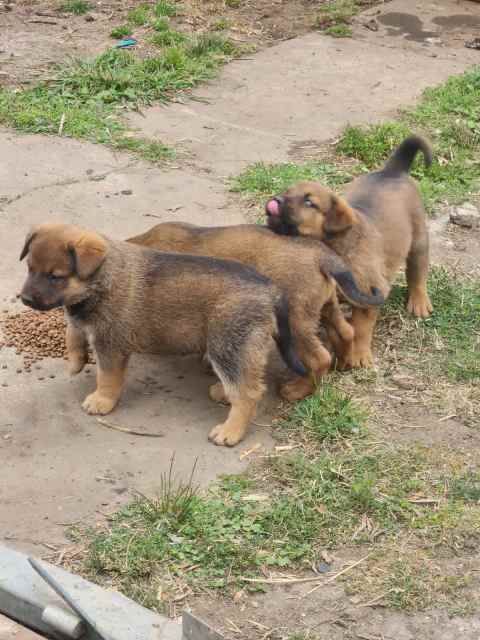 Belgium Malinois x rottweiler pups only 2 left | Dogs & Puppies ...
