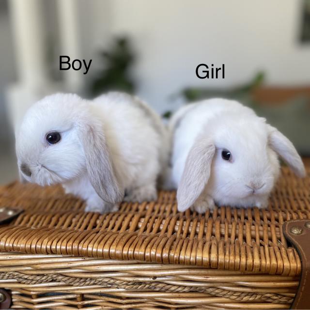 Pure bred Mini Lop Rabbits | Rabbits | Gumtree Australia Mallala Area ...