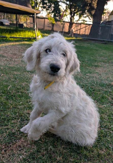 F1 Standard Groodle Puppies 🩷one girl left🩷 | Dogs & Puppies | Gumtree ...