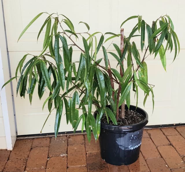 Ficus sabre longifolia 85cm high 90cm wide. | Plants | Gumtree ...