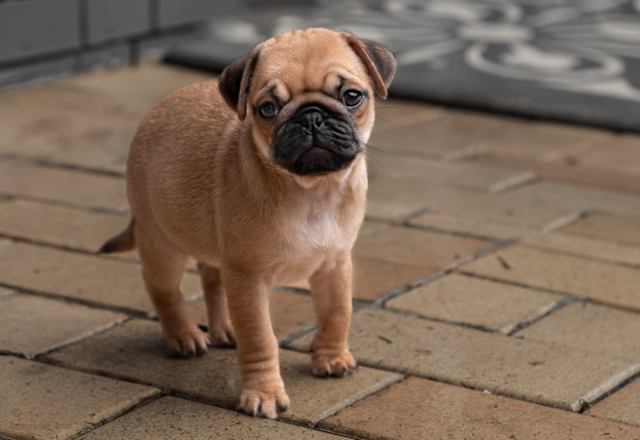 Purebred Pug Puppies Fawn / Apricot | Dogs & Puppies | Gumtree ...