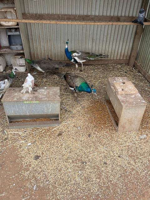 Peacocks And Pheasants | Birds | Gumtree Australia Alexandrina Area ...