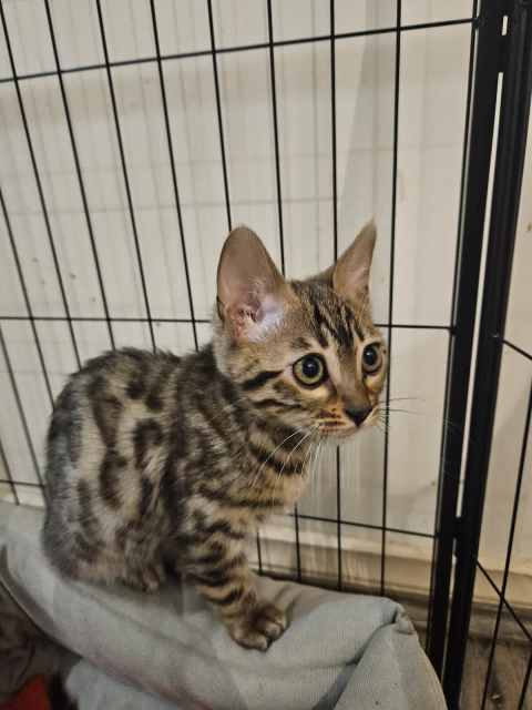 Bengal kitten Pedigree | Cats & Kittens | Gumtree Australia Cardinia ...