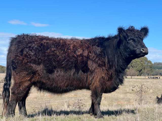 3 Purebred Registered black Female Miniature Galloway Cattle ...