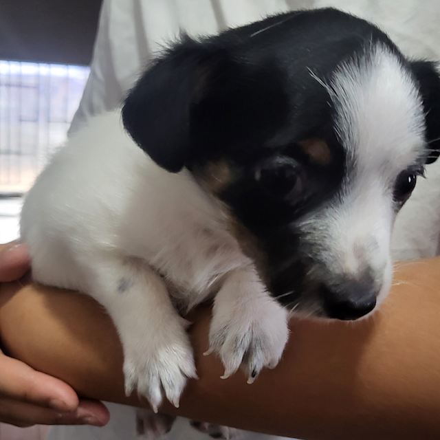 Moodle Cross puppies for sale | Dogs & Puppies | Gumtree Australia ...