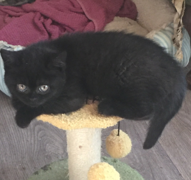 Beautiful Pedigreed British Shorthair kittens | Cats & Kittens ...