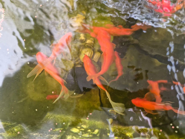 Silver perch, Jade perch and goldfish for sale | Fish | Gumtree ...