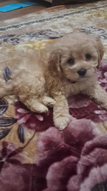 Cavoodles,2 females first generation | Dogs & Puppies | Gumtree ...