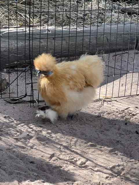 Silkie girls | Livestock | Gumtree Australia Logan Area - South Maclean ...