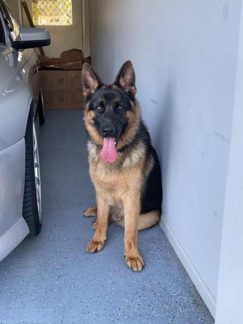German Shepard 7 month old | Dogs & Puppies | Gumtree Australia Logan ...