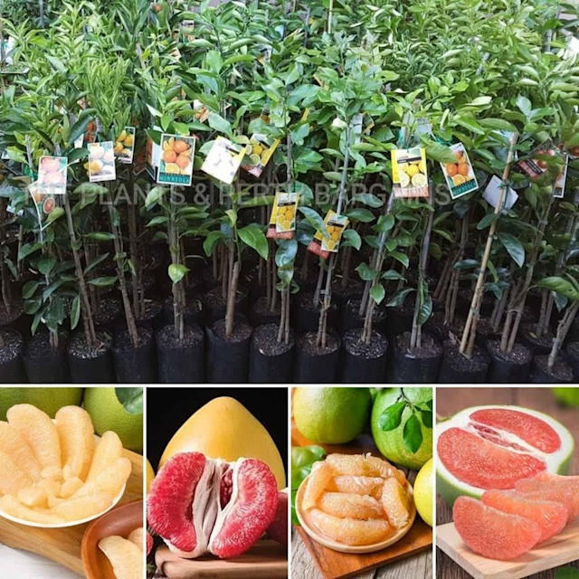 Grafted Pomelo Pummelo Shaddock Fruit Trees Plants - Plants in ...