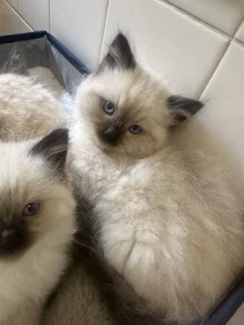 **REGISTERED BREEDER** PURE BLUE EYED RAGDOLL KITTYS | Cats & Kittens ...