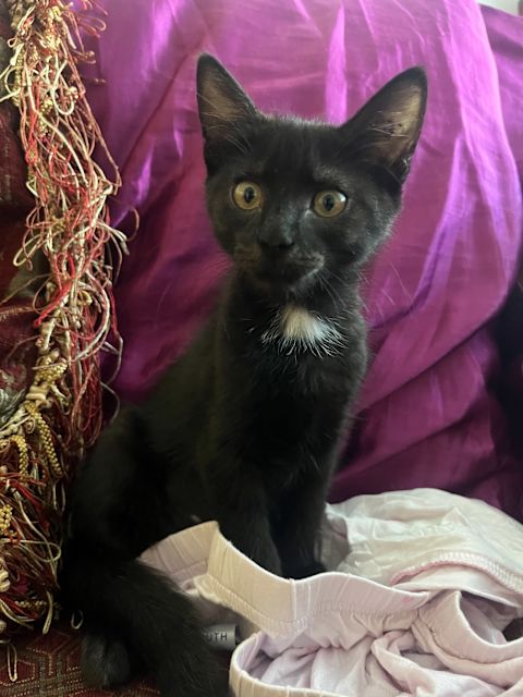 Katniss - KITTEN KAPERS RESCUE | Cats & Kittens | Gumtree Australia ...
