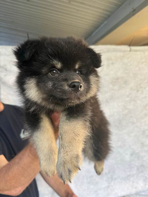 Pomsky puppy available now | Dogs & Puppies | Gumtree Australia Gold ...