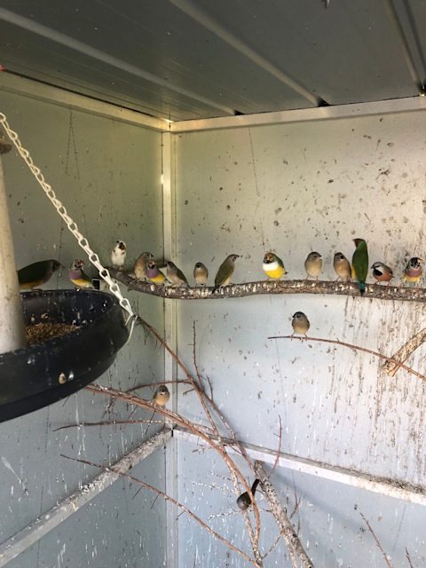 Finches young | Birds | Gumtree Australia Gold Coast City - Southport ...