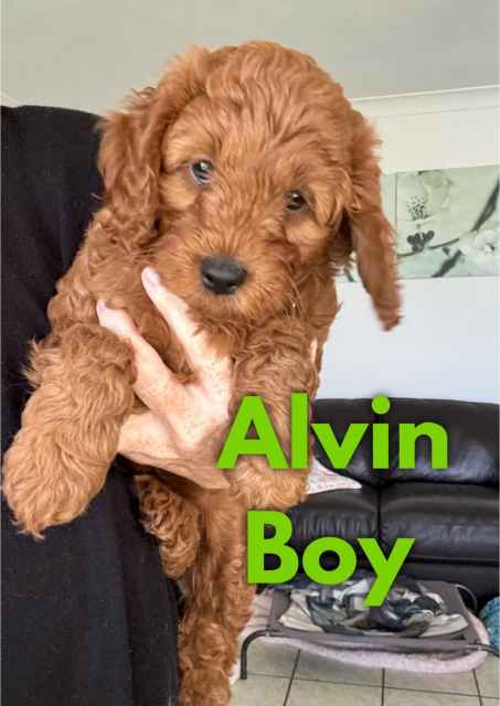 Ready to go home Gorgeous little ruby cavoodles f1b | Dogs & Puppies ...