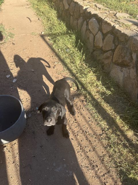 Rottweiler cross GSP puppy available. | Dogs & Puppies | Gumtree ...