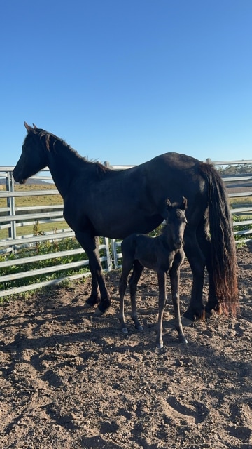 Stunning Friesian x QH | Horses & Ponies | Gumtree Australia Bombala Area - Bombala | 1330689369