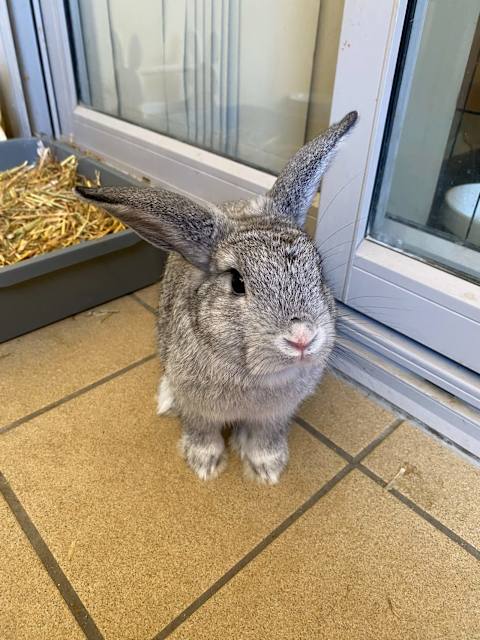 🐰 3 Adorable Rabbits Looking for a Loving Home 🏡 | Rabbits | Gumtree ...