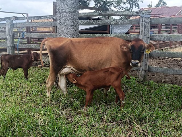 Milking/foster cow | Livestock | Gumtree Australia Logan Area ...