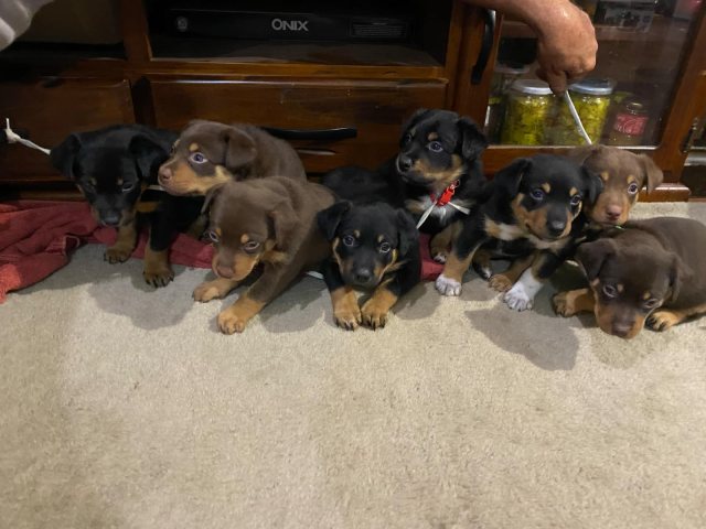 Purebred Kelpie puppies ready for new home | Dogs & Puppies | Gumtree ...