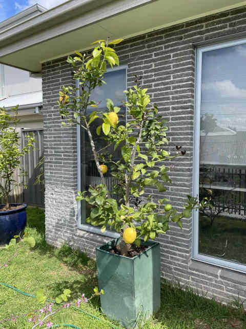 Well Established Citrus Lemon Tree in Glazed Terracotta Garden Pot ...