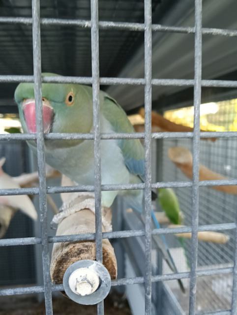 Indian Ringneck/ Pink&Grey/ Major Mitchell/ Love Bird/ Canary | Birds ...