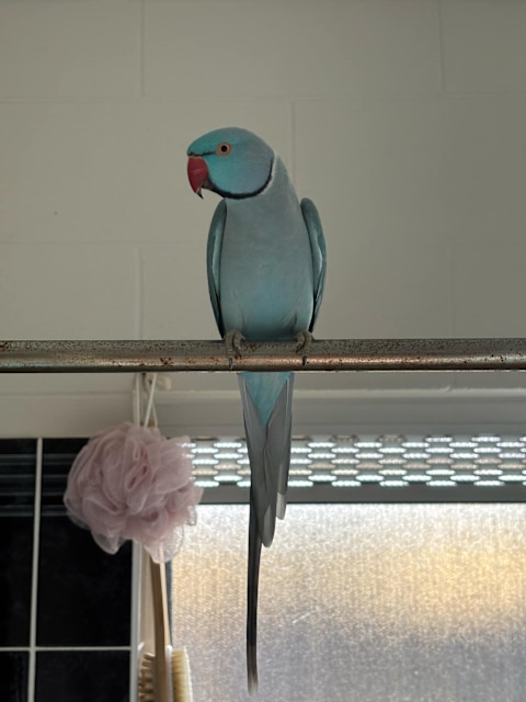 Cassian the Indian Ringneck and 2x Cages | Birds | Gumtree Australia ...