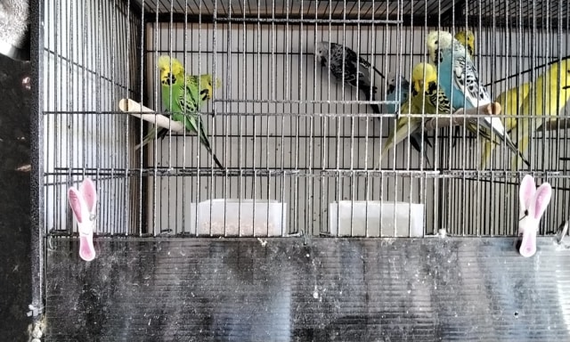 Young English Budgerigars | Birds | Gumtree Australia Greater Taree ...