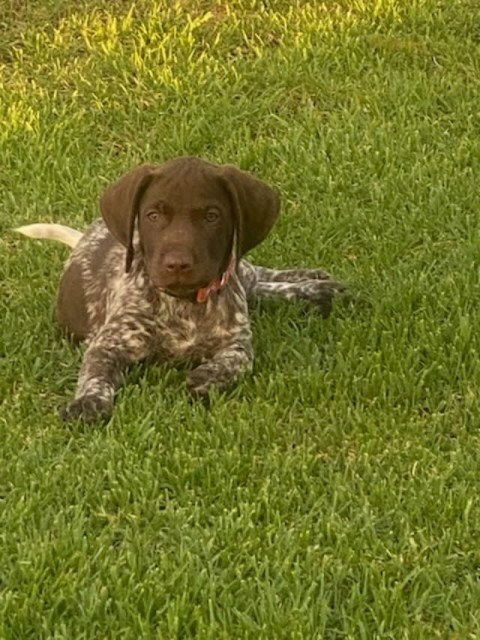 Wanting to sell our Pure bread GSP puppies | Dogs & Puppies | Gumtree ...