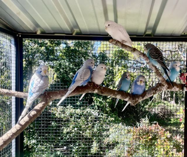 Budgies - Babies & Breeders | Birds | Gumtree Australia Clarence Valley ...