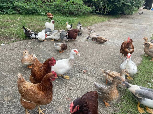 Easter Poultry sale- chooks ducks | Livestock | Gumtree Australia Moreton Area - Woodford ...