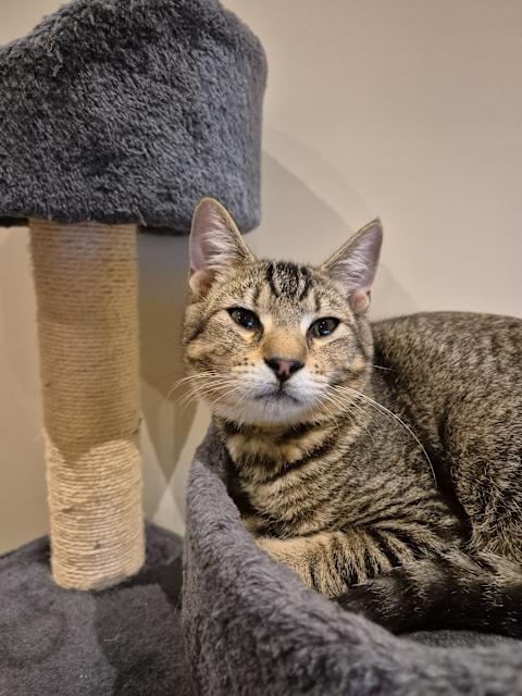 Orion - Perth Animal Rescue Inc vet work cat/kitten | Cats & Kittens ...