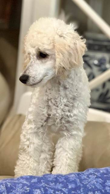 Toy poodle purebred female puppy - white/ pale apricot | Dogs & Puppies ...